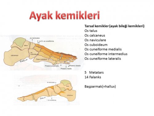 İskelet Sistemi Anatomisi - İstanbul Elcerrahisi
