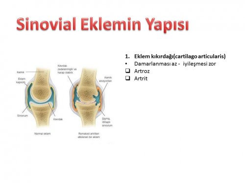 İskelet Sistemi Anatomisi - İstanbul Elcerrahisi