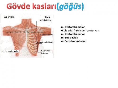 Hareket Sistemi Anatomisi - İstanbul Elcerrahisi