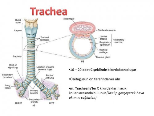 Solunum Sistemi Anatomisi - İstanbul Elcerrahisi